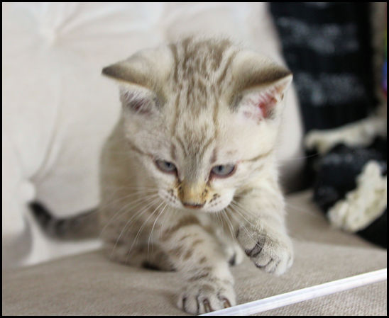 Bengal Kittens Oklahoma